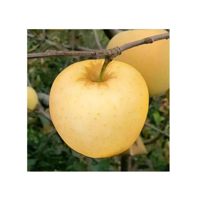 Fresh venus golden apple from China.